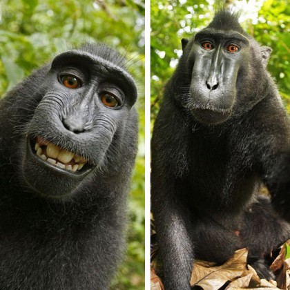 Monkey Steals Photographer's Camera and Takes Series of Silly Self ...
