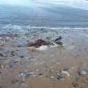 Man Claims to Have Discovered Remains of "Dead Mermaid" on Beach